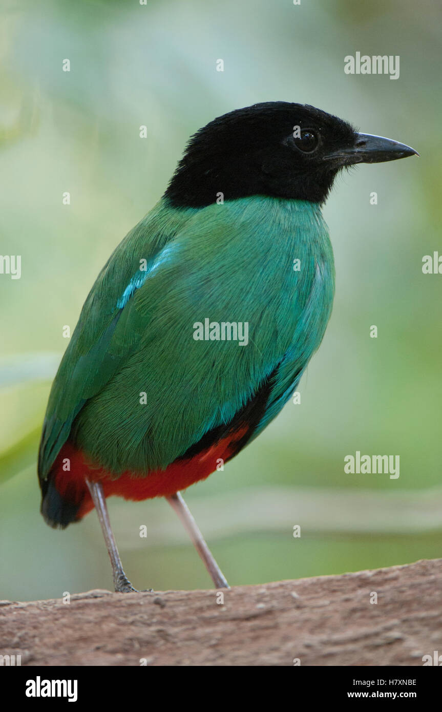 Hooded Pitta (Pitta sordida), Tangkoko Nature Reserve, Sulawesi ...