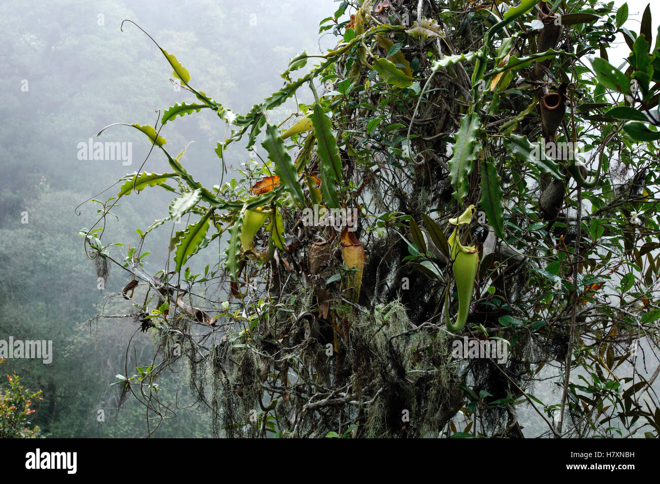 Pitcher Plant (Nepenthes maxima), Gunung Sesean, Rantepao, Indonesia ...