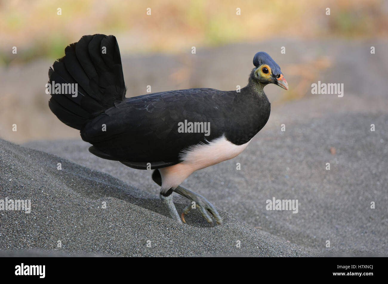 Maleo (Macrocephalon maleo), Bakiriang Wildlife Reserve, Indonesia ...