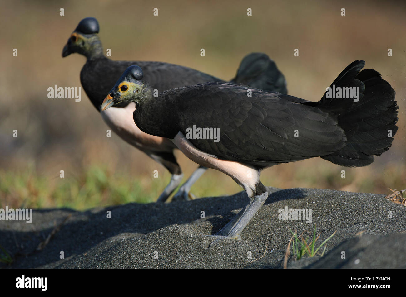 Maleo (Macrocephalon maleo) pair, Bakiriang Wildlife Reserve, Indonesia ...