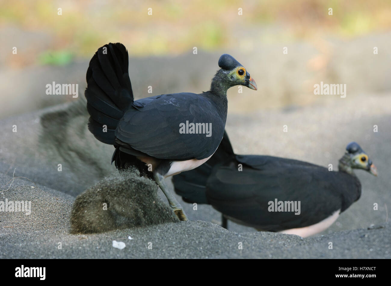 Maleo (Macrocephalon maleo) digging hole in sand for the fe male to lay ...