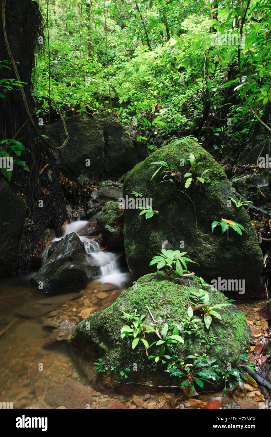 Stream in lowland rainforest among limestone, Gunung Braang, Padawan ...