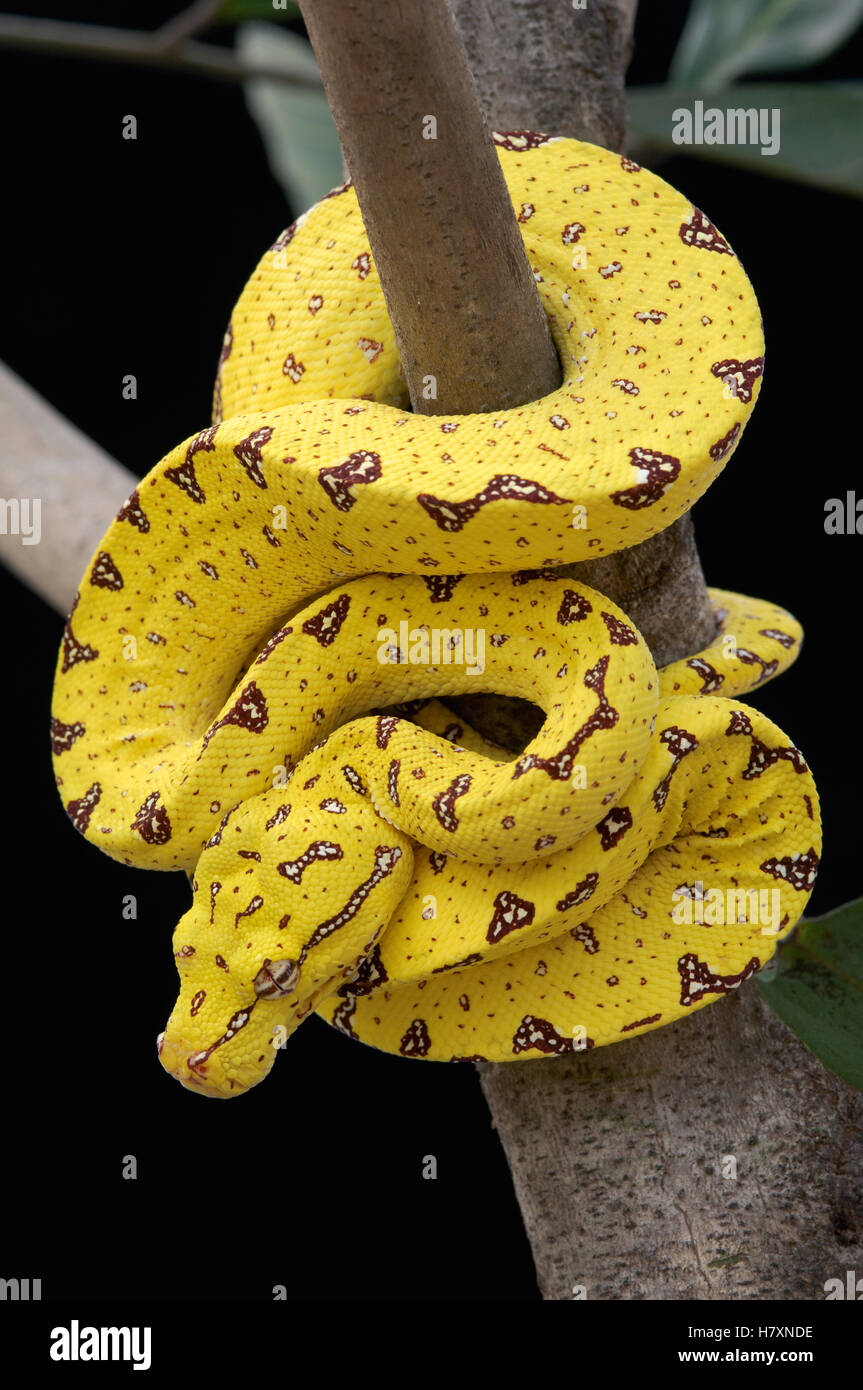 Green Tree Python (Morelia viridis) young, Jakarta, Indonesia Stock ...