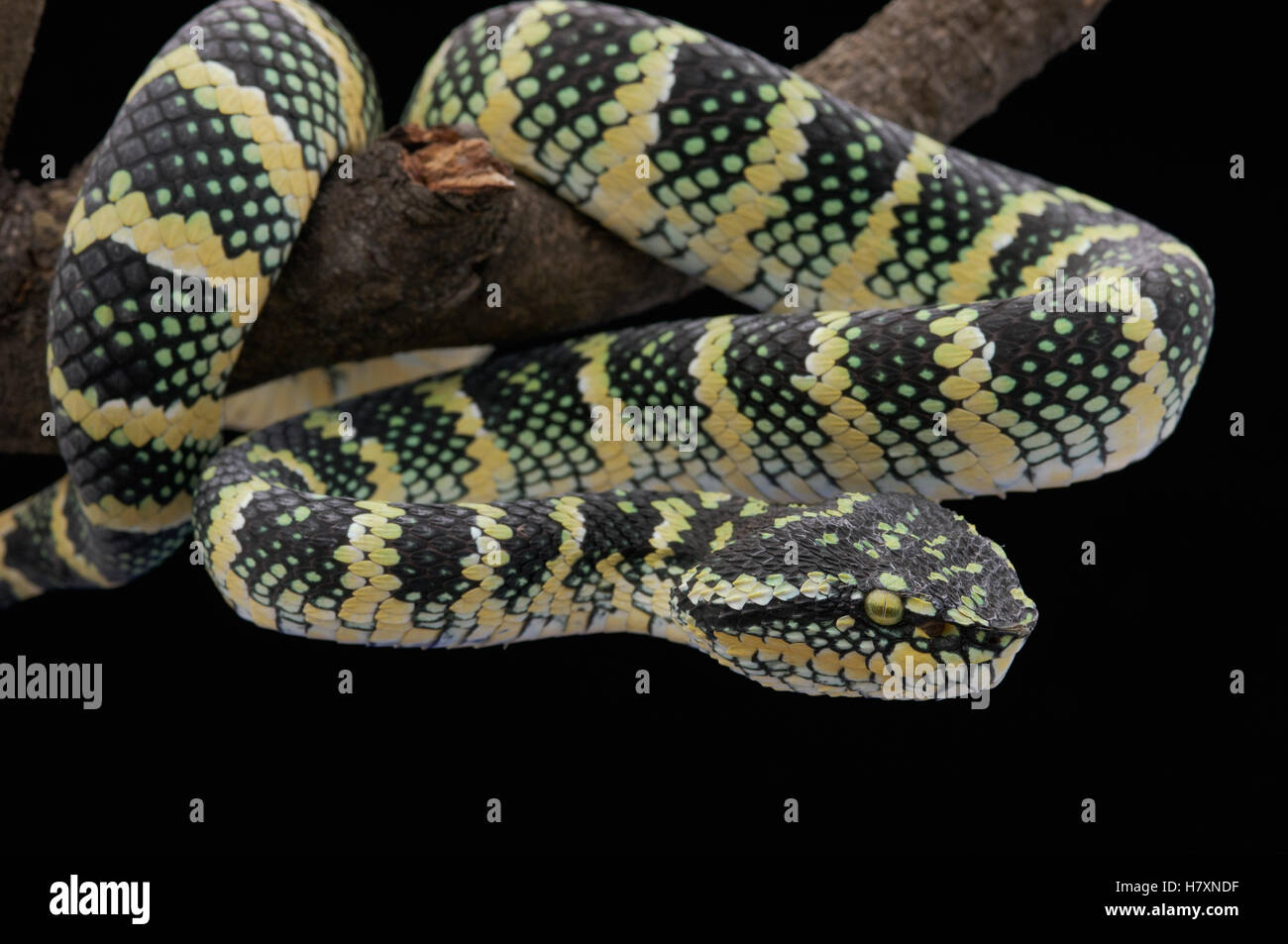Wagler's Pit Viper (Tropidolaemus wagleri), Jakarta, Indonesia Stock ...