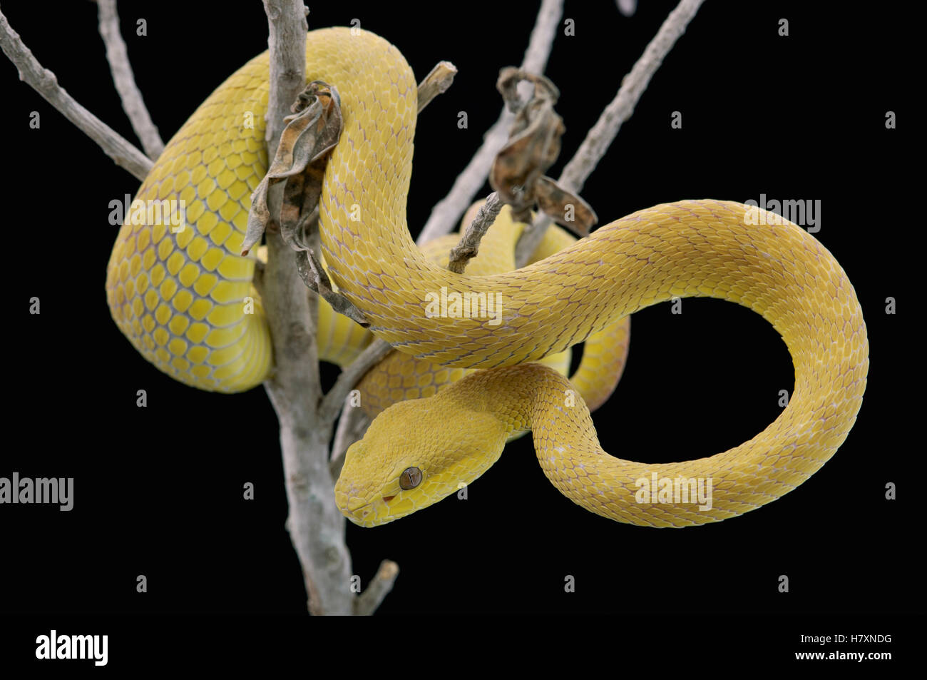 White-lipped Island Pit Viper (Trimeresurus albolabris insularis ...