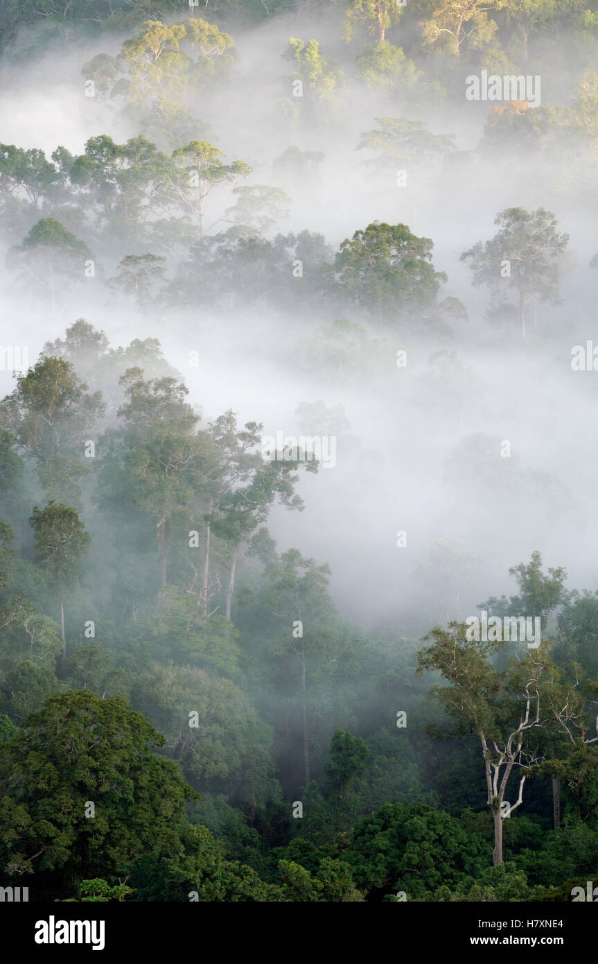 Mist over rainforest at dawn, Gunung Buntung, Indonesia Stock Photo - Alamy