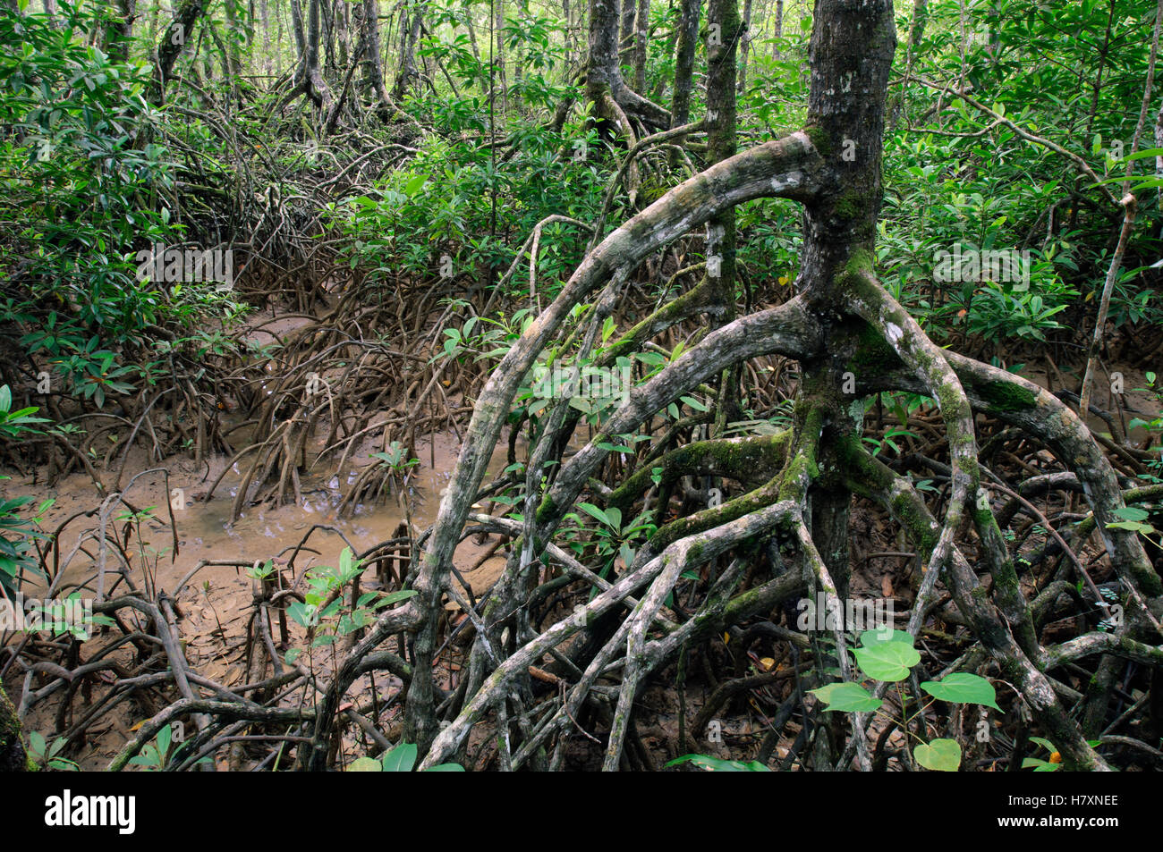 Mangrove (Rhizophora sp) aerial roots, Similajau National Park ...