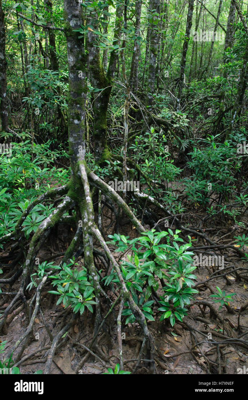 Mangrove (Rhizophora sp) aerial roots, Similajau National Park ...