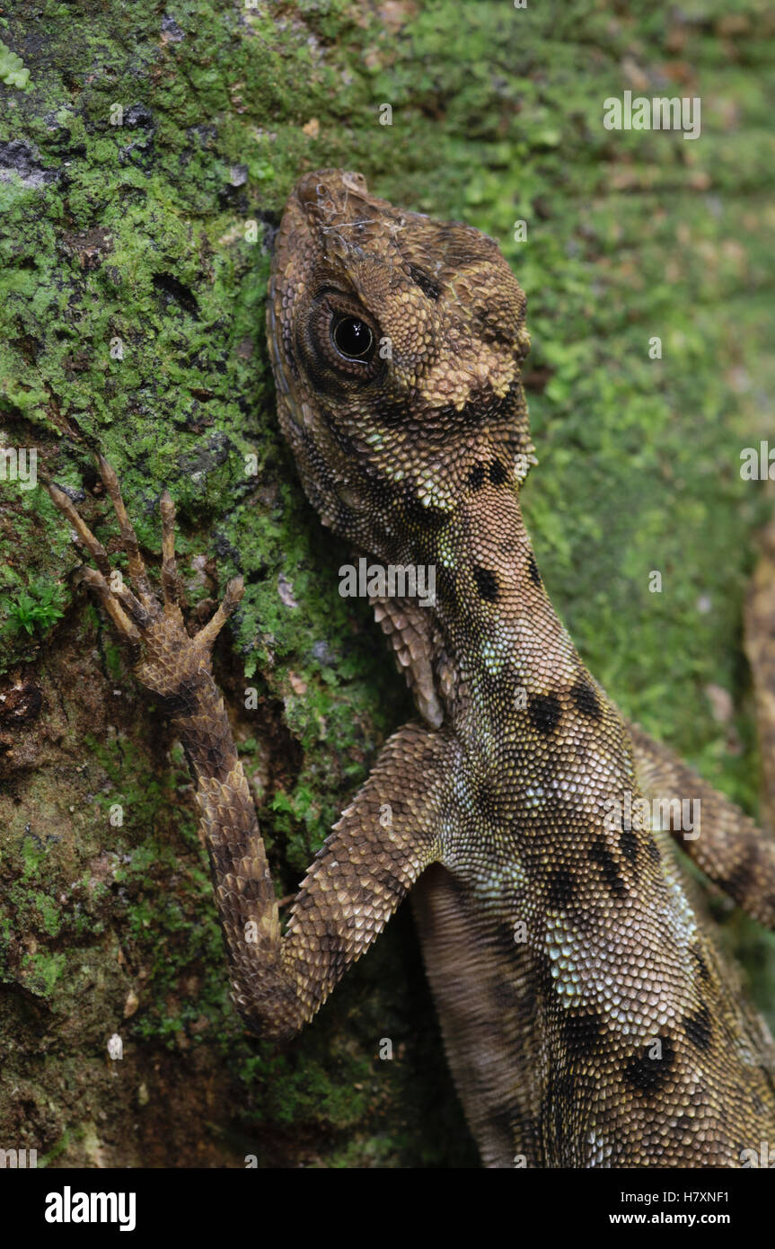 Dusky Gliding Lizard (Draco obscurus), Fairy Cave, Bau, Malaysia Stock ...