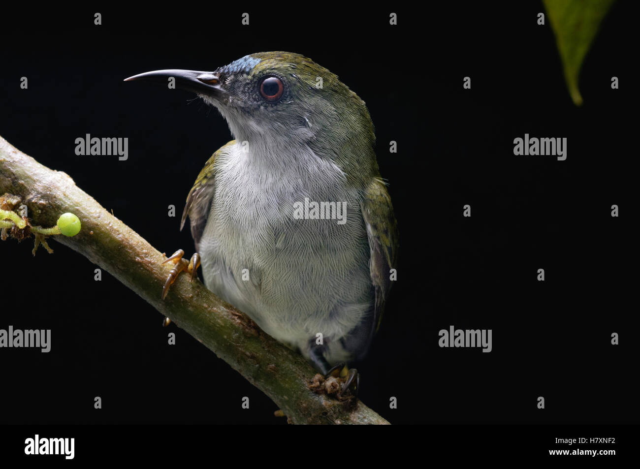 Plain Sunbird (Anthreptes simplex), Malaysia Stock Photo - Alamy