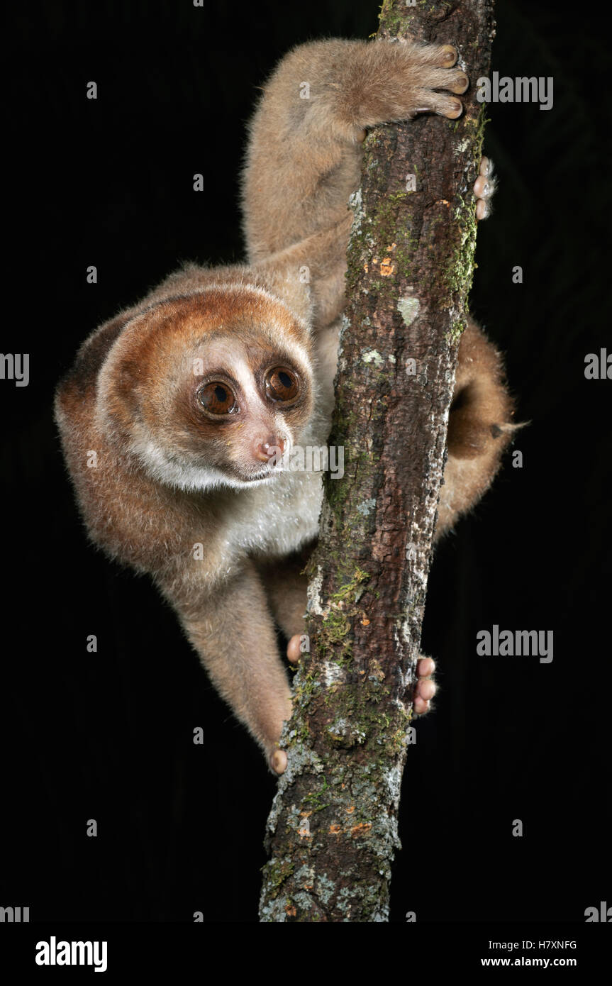 Slow Loris (Nycticebus kayan), Kuching, Borneo, Malaysia Stock Photo ...