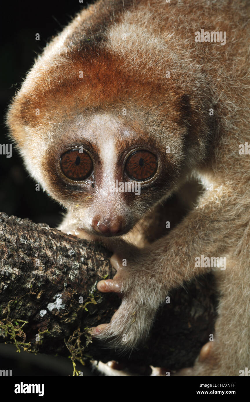 Slow Loris (Nycticebus kayan), Kuching, Borneo, Malaysia Stock Photo ...