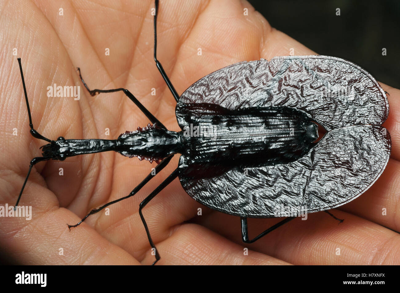 Ground Beetle (Carabidae) in human hand, Malaysia Stock Photo - Alamy