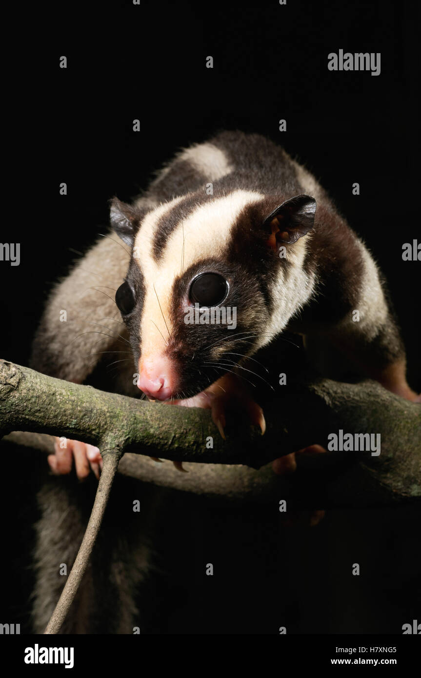 Striped Possum (Dactylopsila trivirgata), Jakarta, Indonesia Stock ...