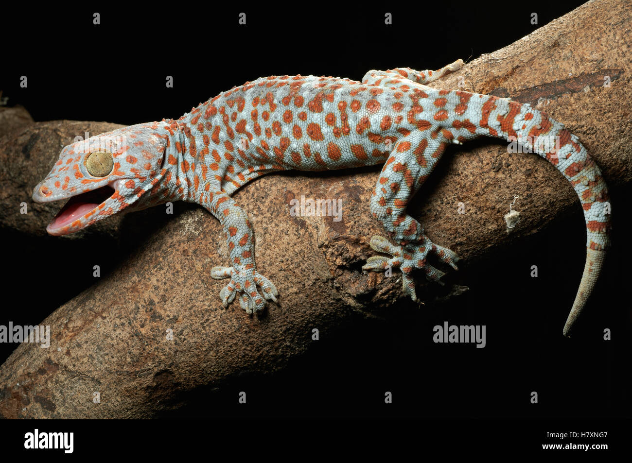 Tokay Gecko (Gecko gecko) in defensive posture, Jakarta, Indonesia ...