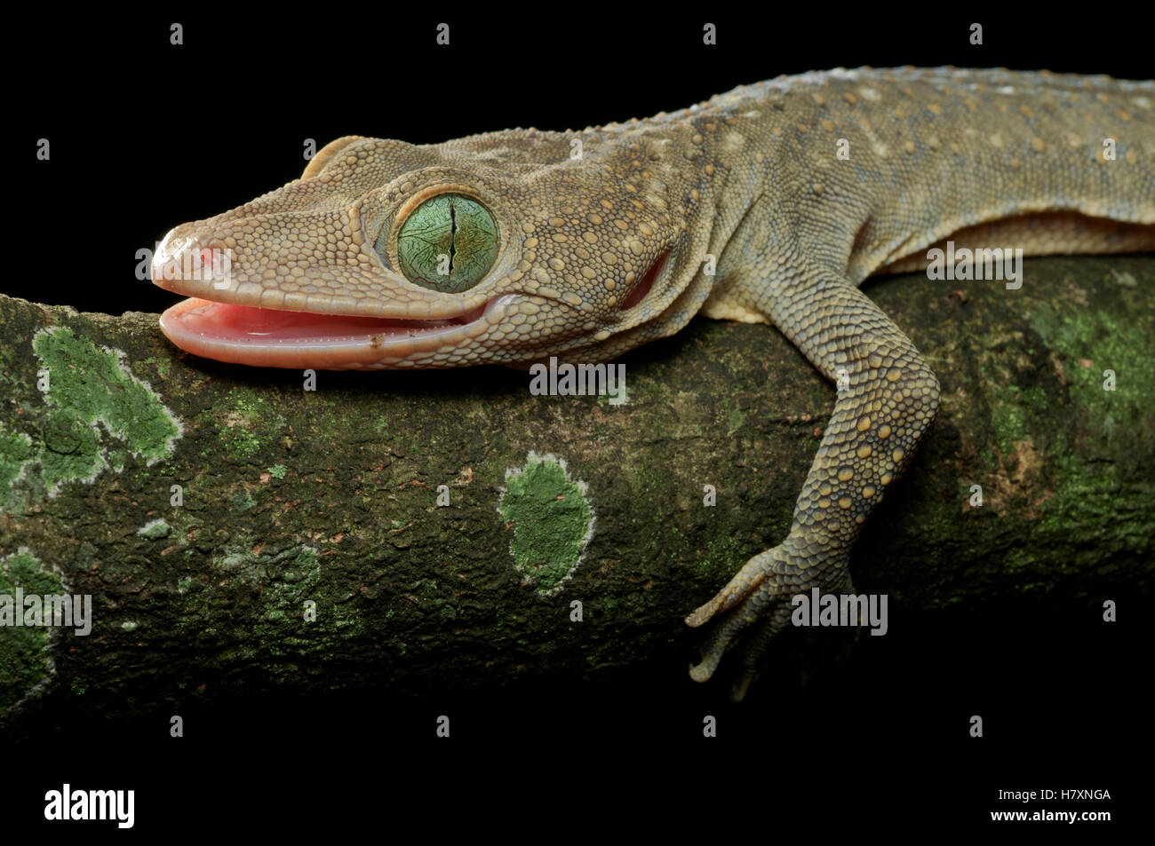 Green-eyed Gecko (Gekko smithi) showing vertical pupil, Jakarta ...