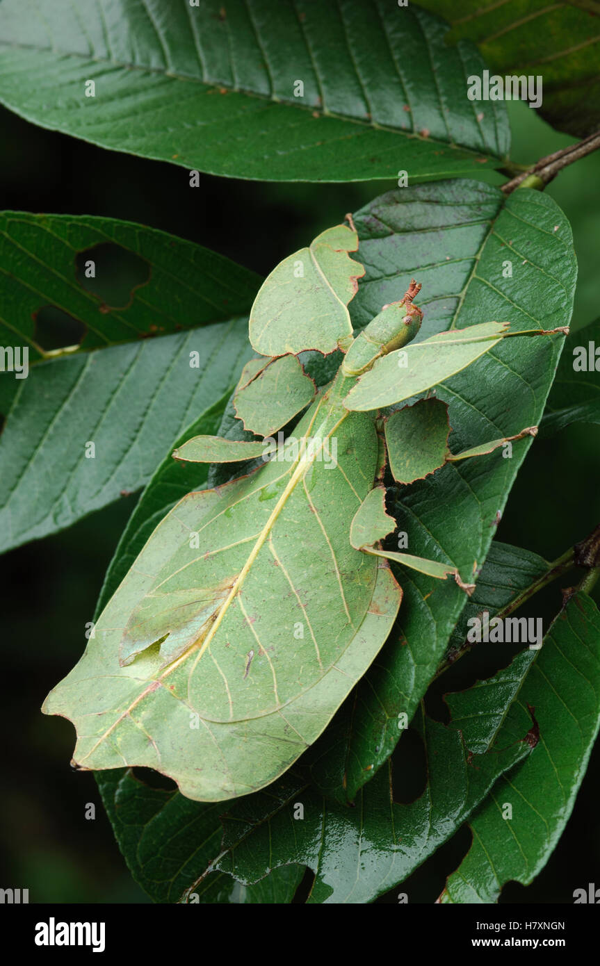 Javanese Leaf Insect (Phyllium bioculatum) mimicking leaf, Bogor ...