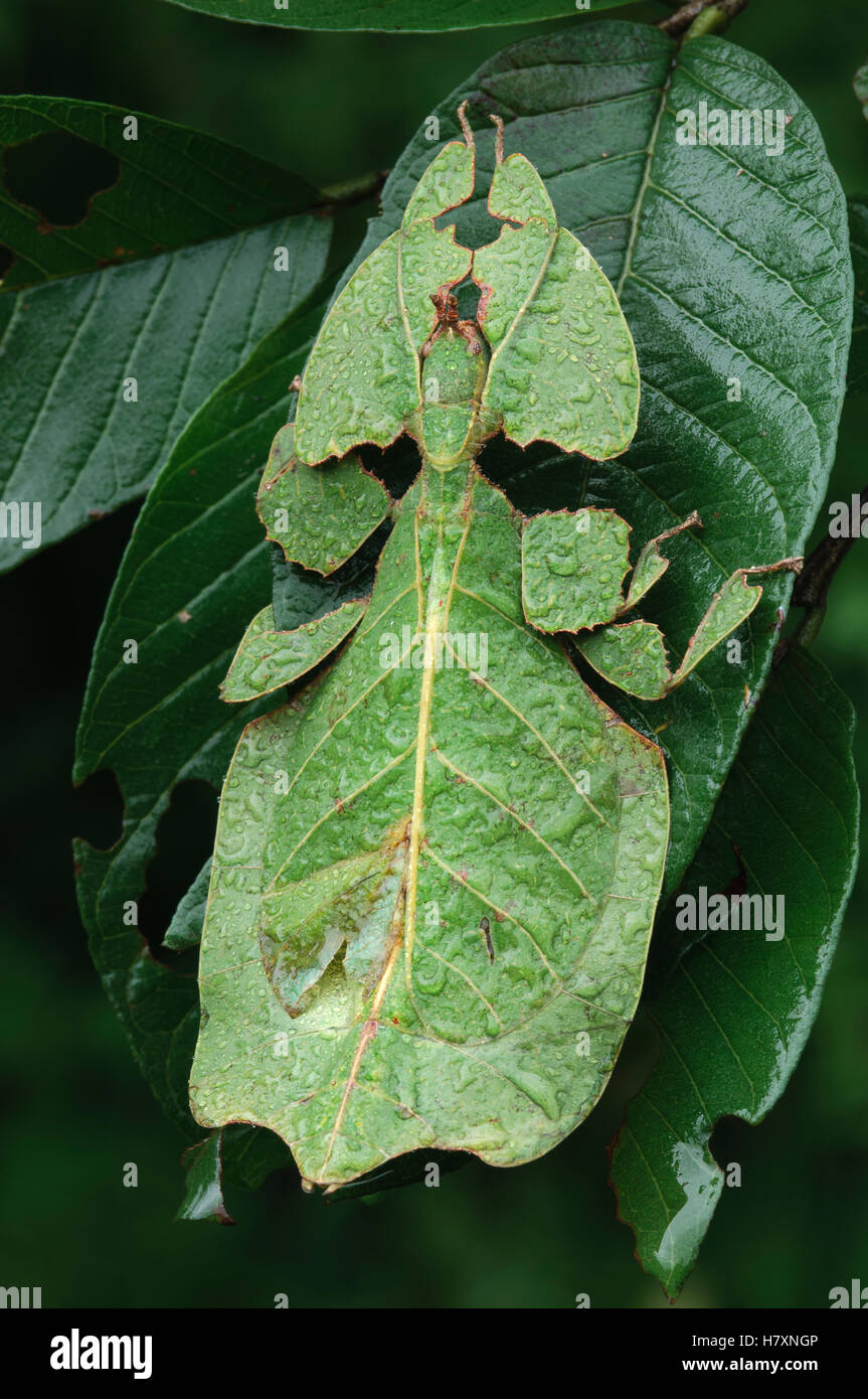 Javanese Leaf Insect (Phyllium bioculatum) mimicking leaf, Bogor ...