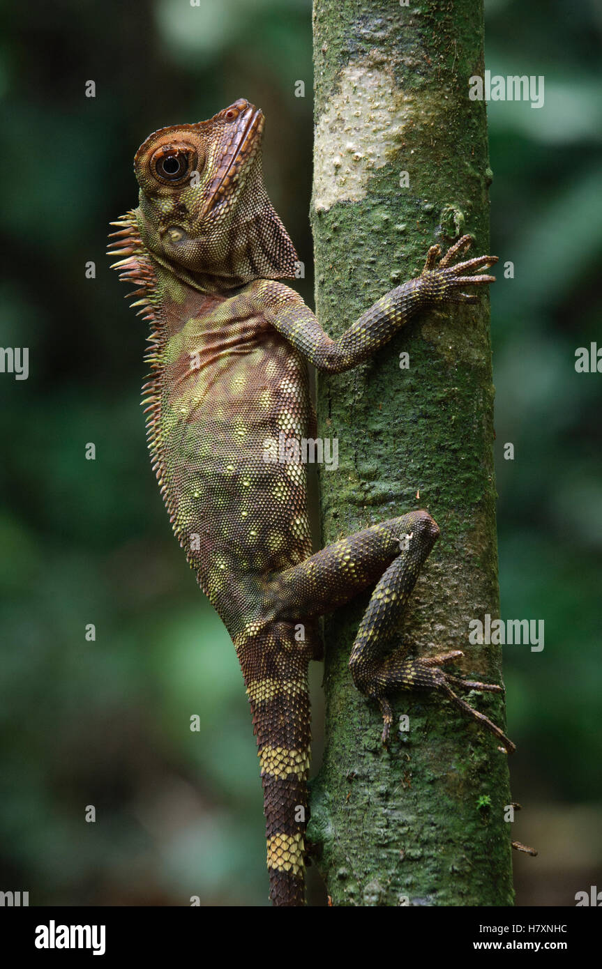 Borneo Anglehead Lizard (Gonocephalus bornensis), Kubah National Park ...