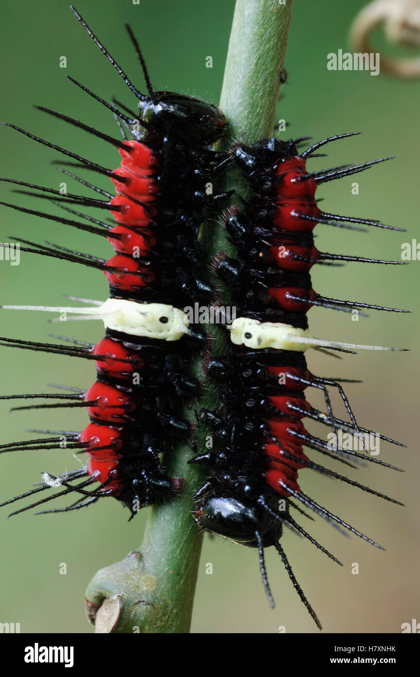 Nymphalid Butterfly (Cethosia sp) caterpillars with aposematic ...