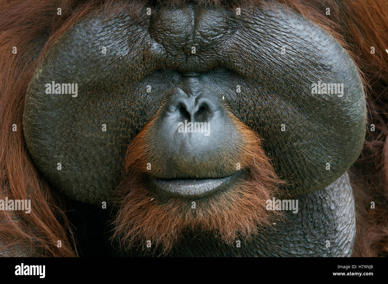 Orangutan (Pongo pygmaeus) male with large cheek patches, Kubah ...
