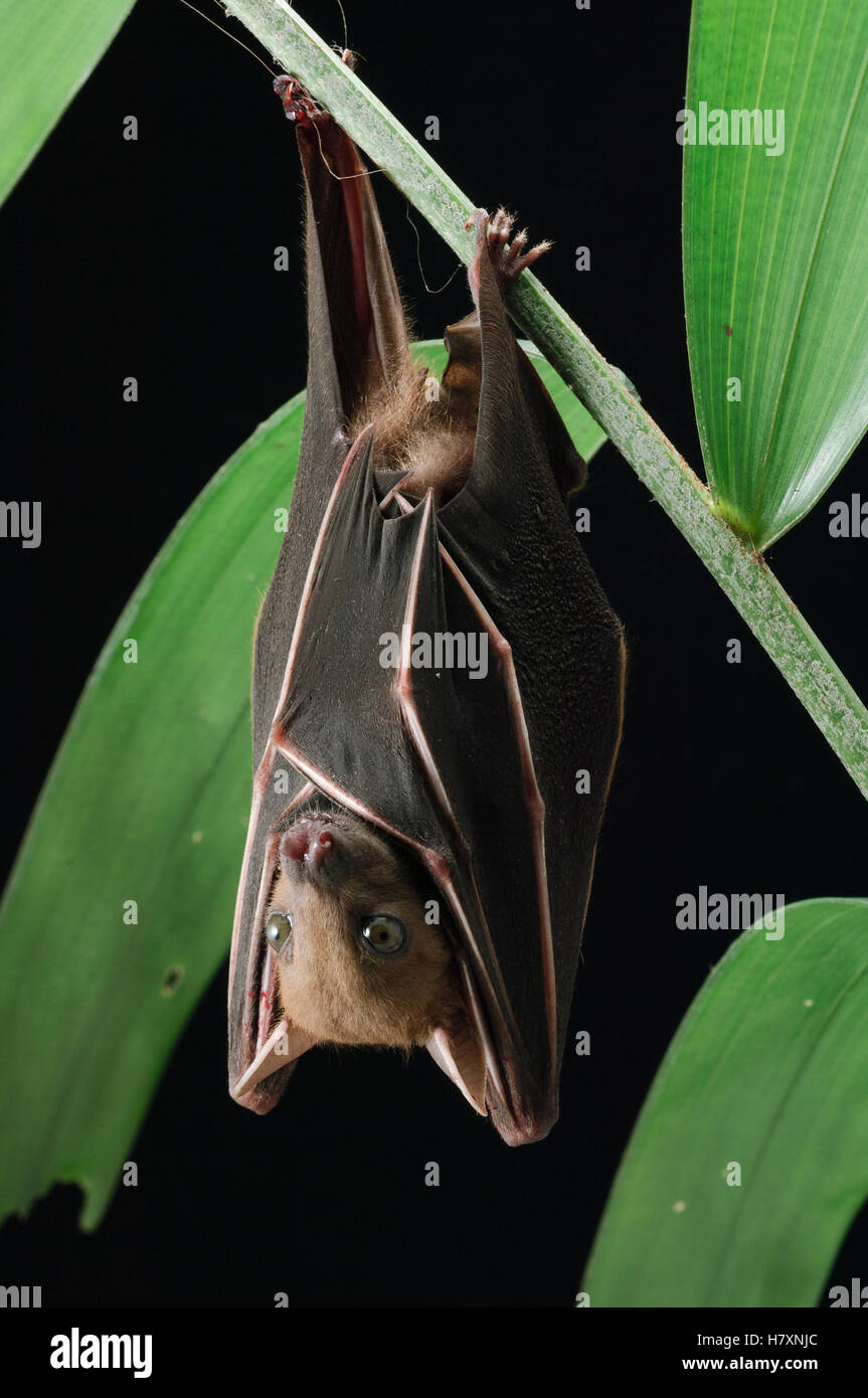 Lesser Short-nosed Fruit Bat (Cynopterus brachyotis) roosting, Kuching ...