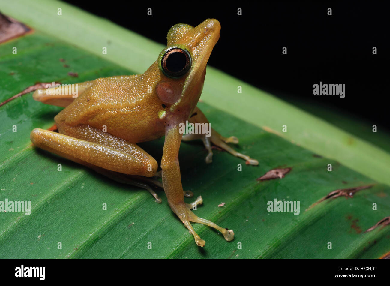 Schlegel's Java Frog (Hydrophylax chalconotus), Malaysia Stock Photo ...