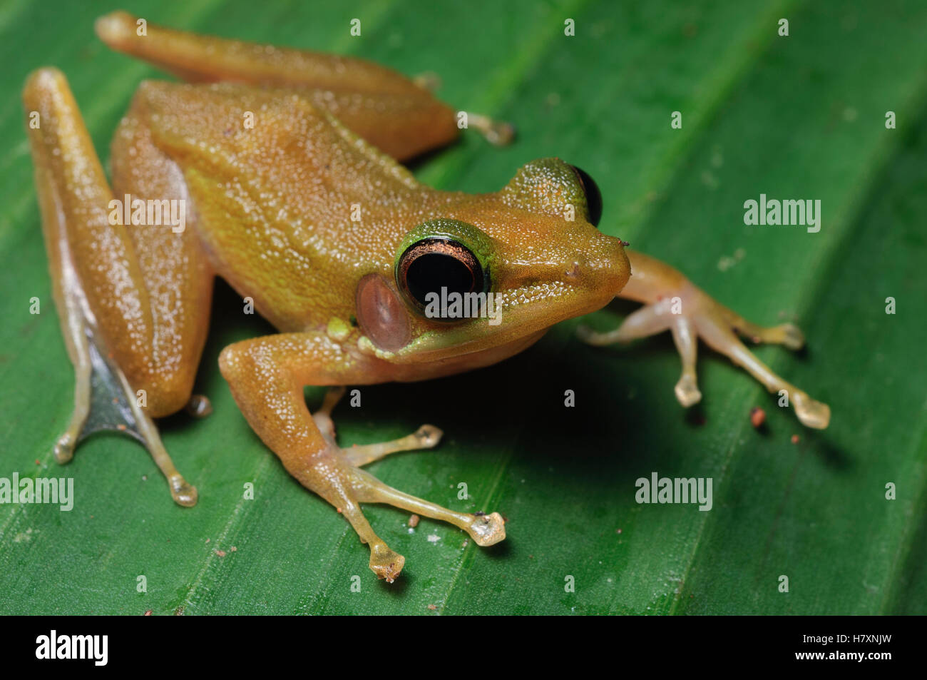 Schlegel's Java Frog (Hydrophylax chalconotus), Malaysia Stock Photo ...