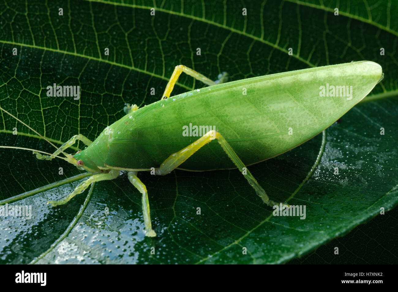 Katydid (Tettigoniidae) on leaf, Malaysia Stock Photo - Alamy