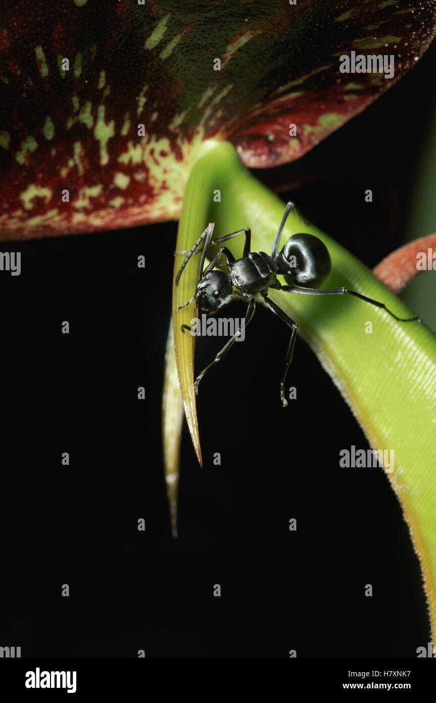 Spiny Ant (Polyrhachis sp) in search of sweet nectar on the tenuous ...