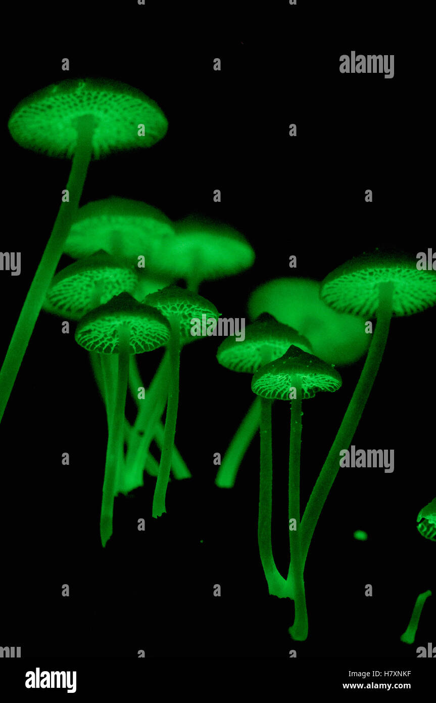 Gill Mushroom (Filoboletus sp) group with bioluminescence which serves ...