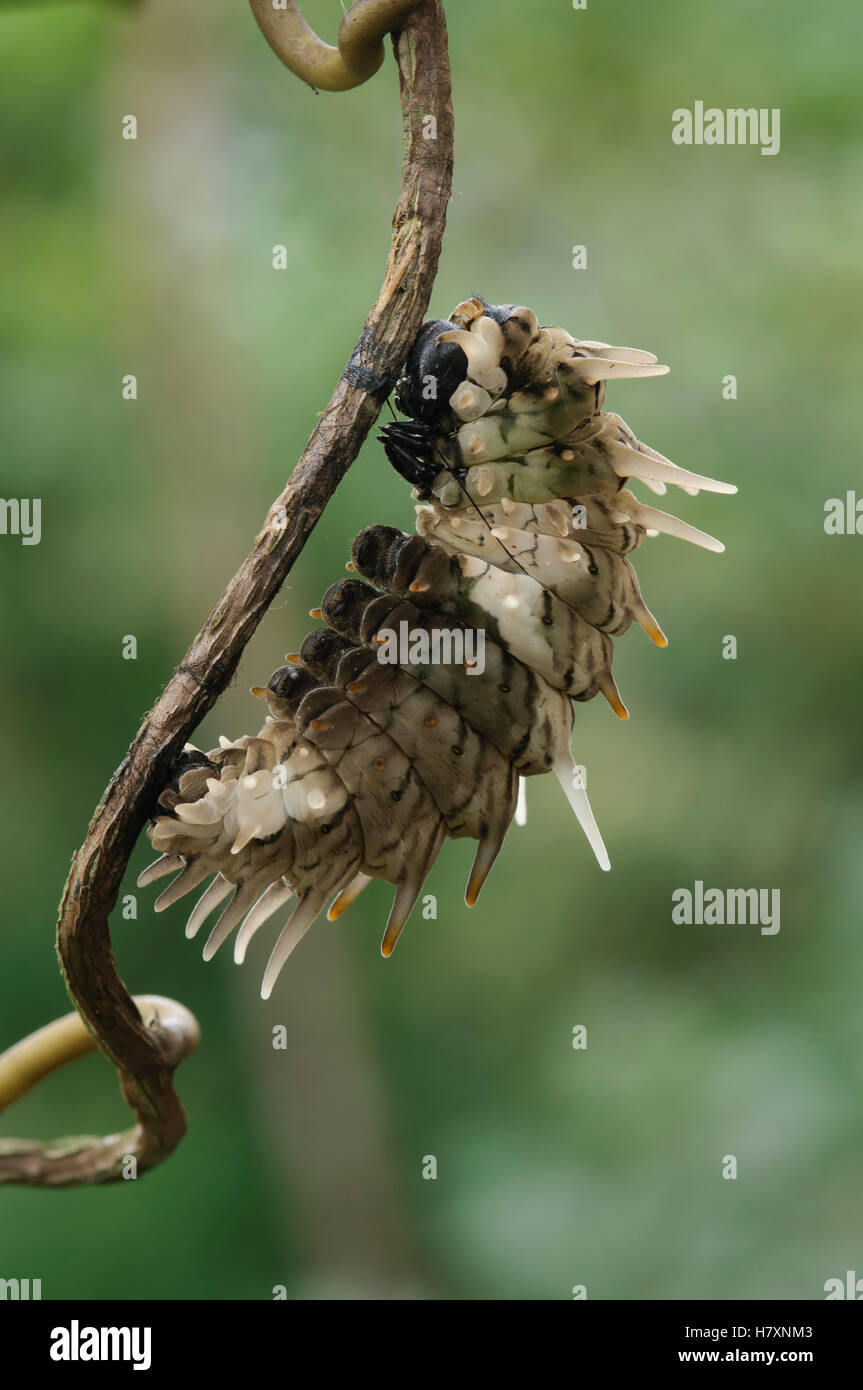 Rajah Brooke's Birdwing (Trogonoptera brookiana) caterpillar entering ...