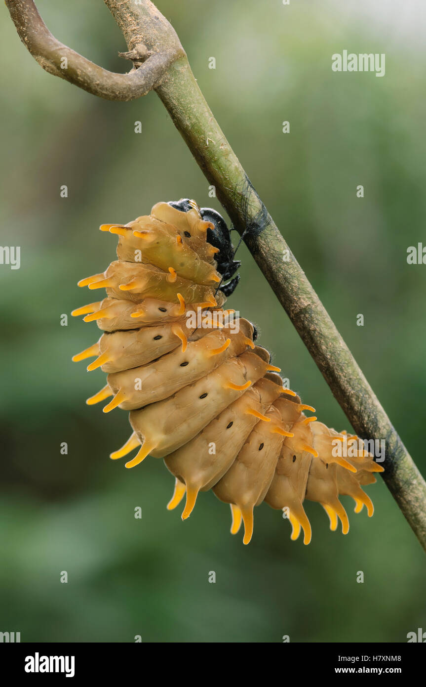 Birdwing Butterfly (Troides andromache) caterpillar prepares for its ...