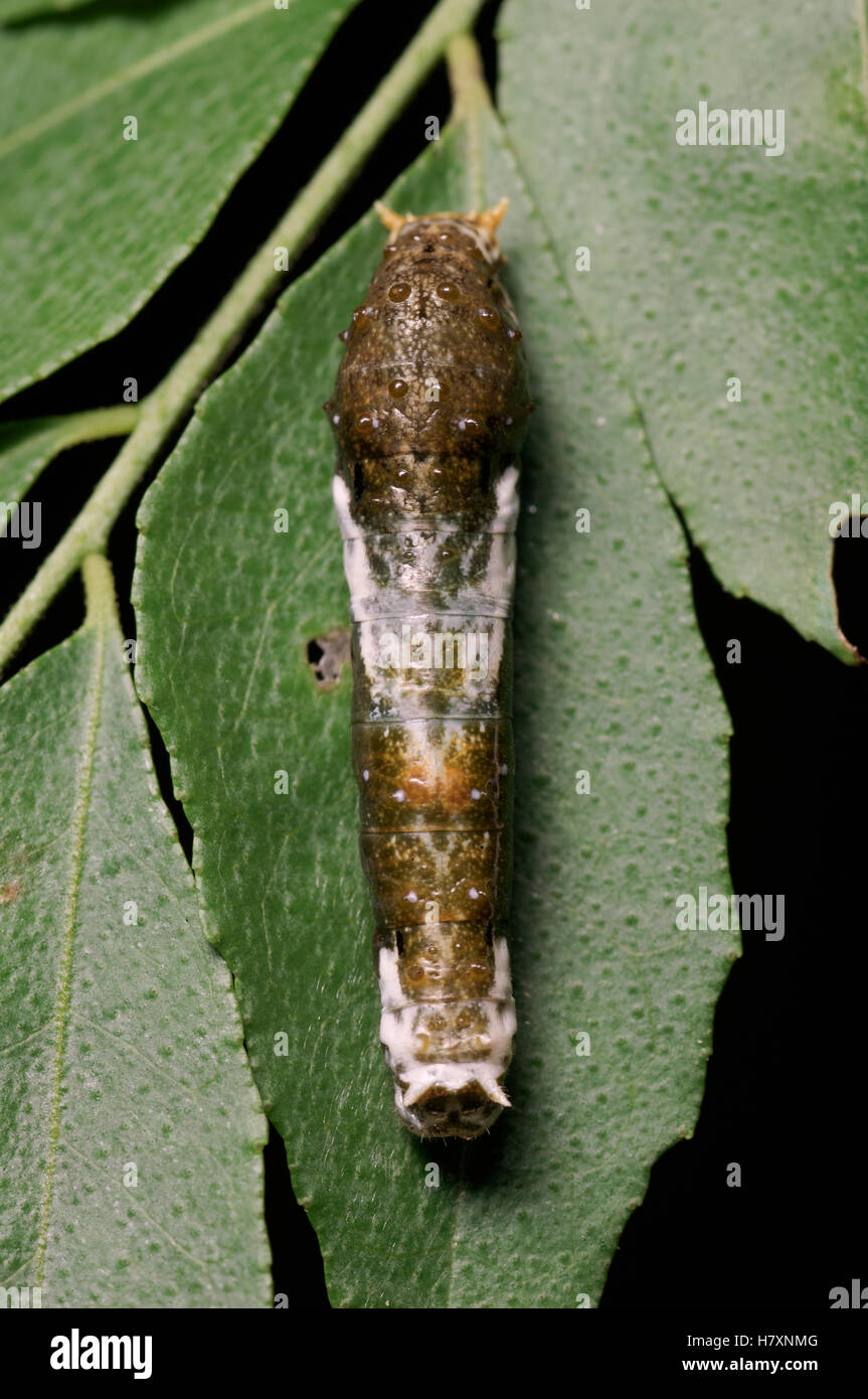 Common Mormon (Papilio polytes) caterpillar mimicking bird dropping ...