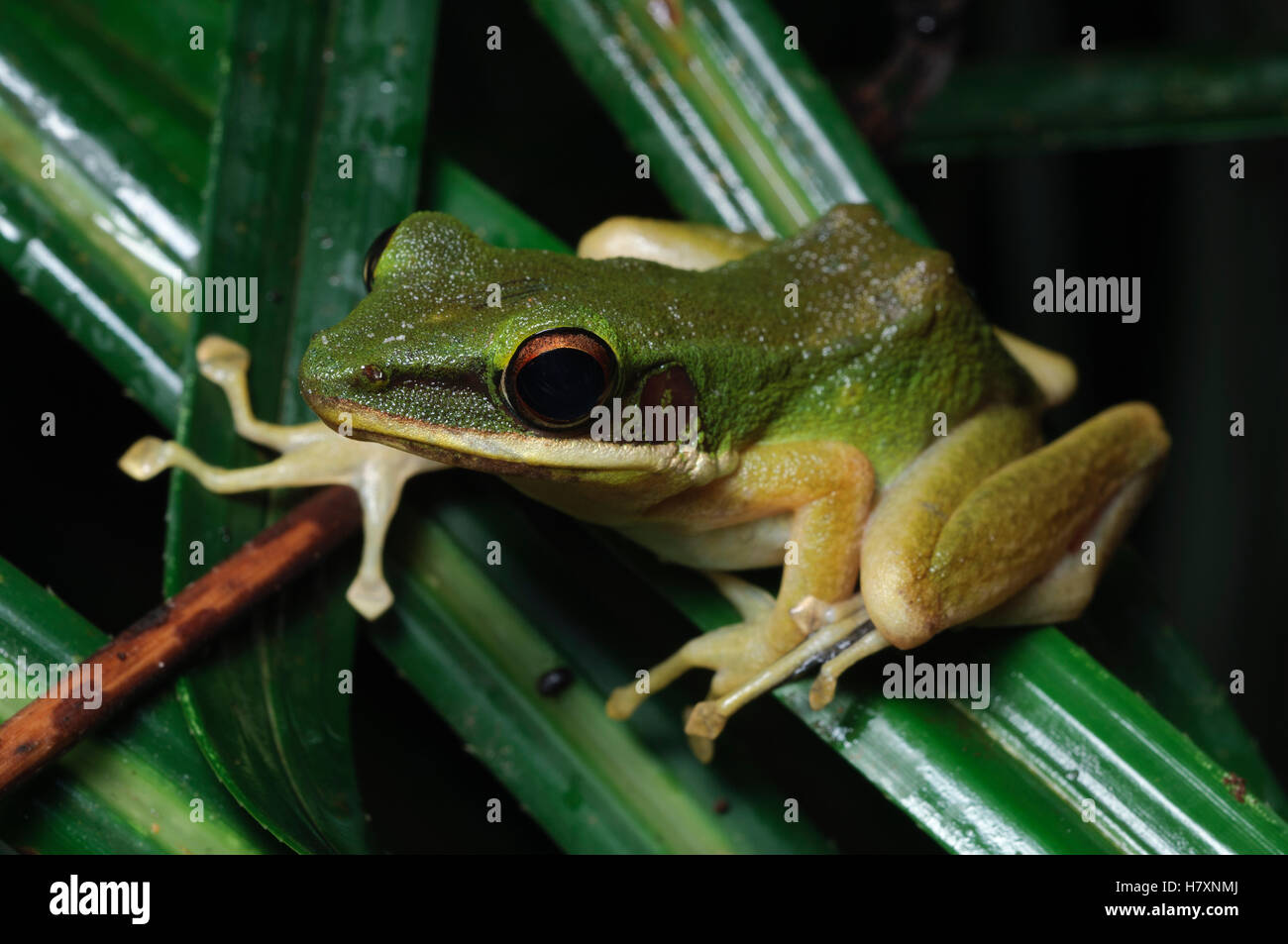 White-lipped Frog (Hylarana raniceps), Bintulu, Borneo, Malaysia Stock ...