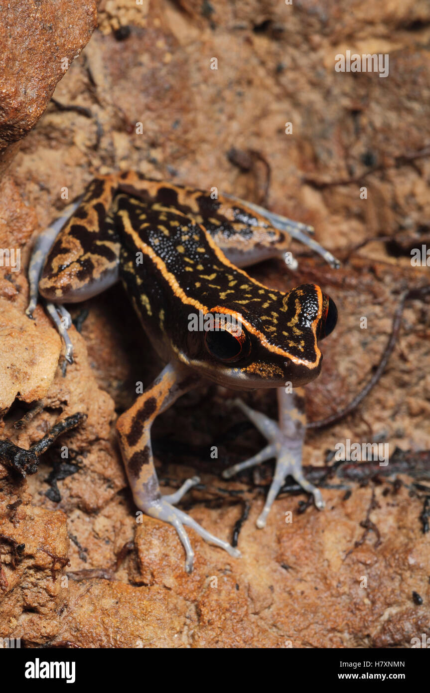 Striped Stream Frog (Rana signata), Bintulu, Borneo, Malaysia Stock ...