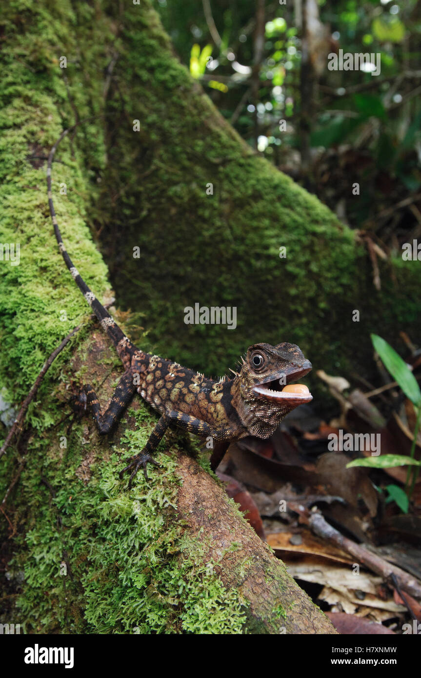 Borneo Anglehead Lizard (Gonocephalus bornensis) in defensive posture ...
