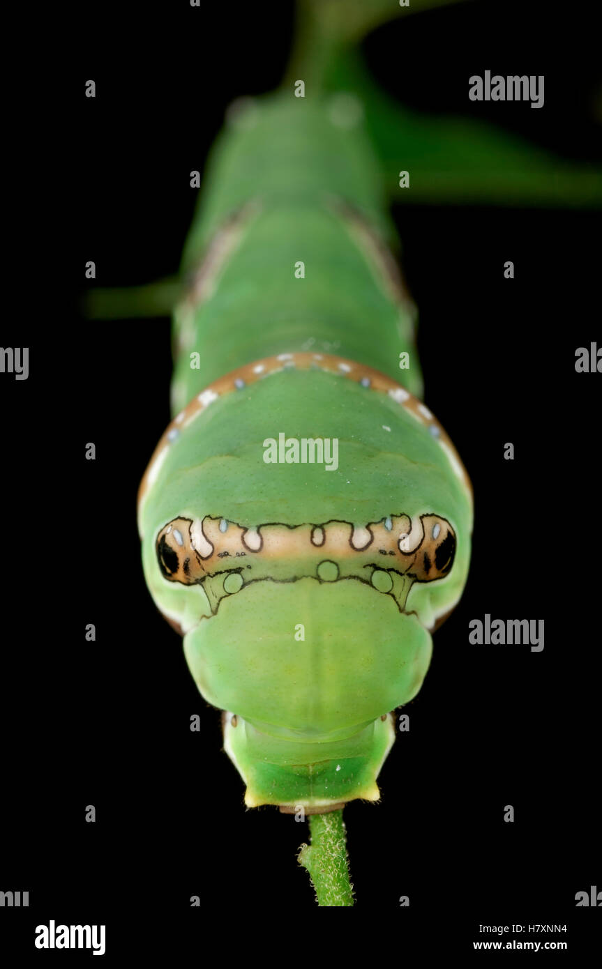 Common Mormon (Papilio polytes) caterpillar showing false eyespots ...