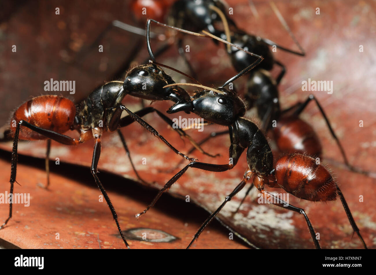 Giant Forest Ant (Camponotus gigas) pair from different colonies ...