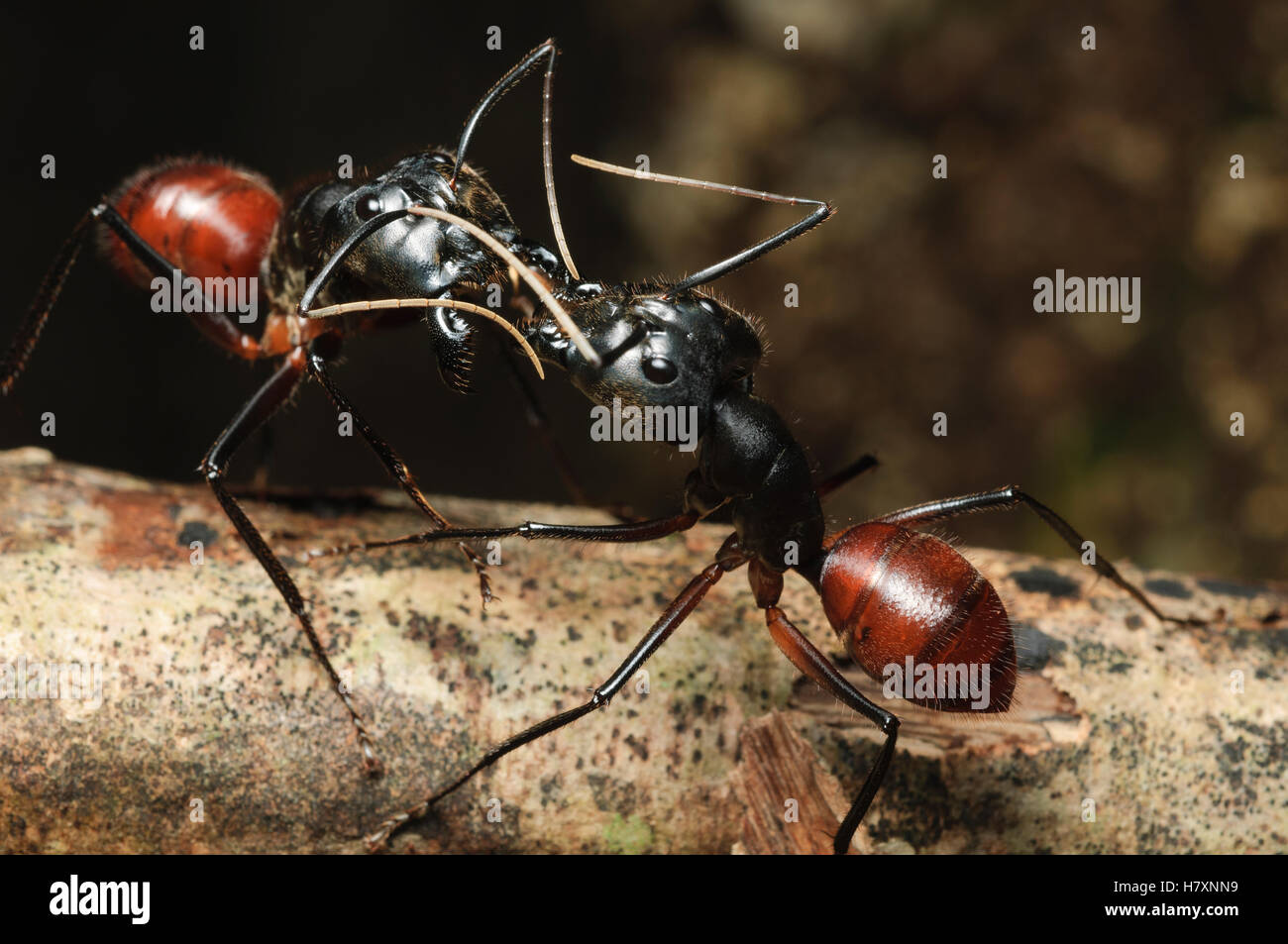 Giant Forest Ant (Camponotus gigas) pair from different colonies ...