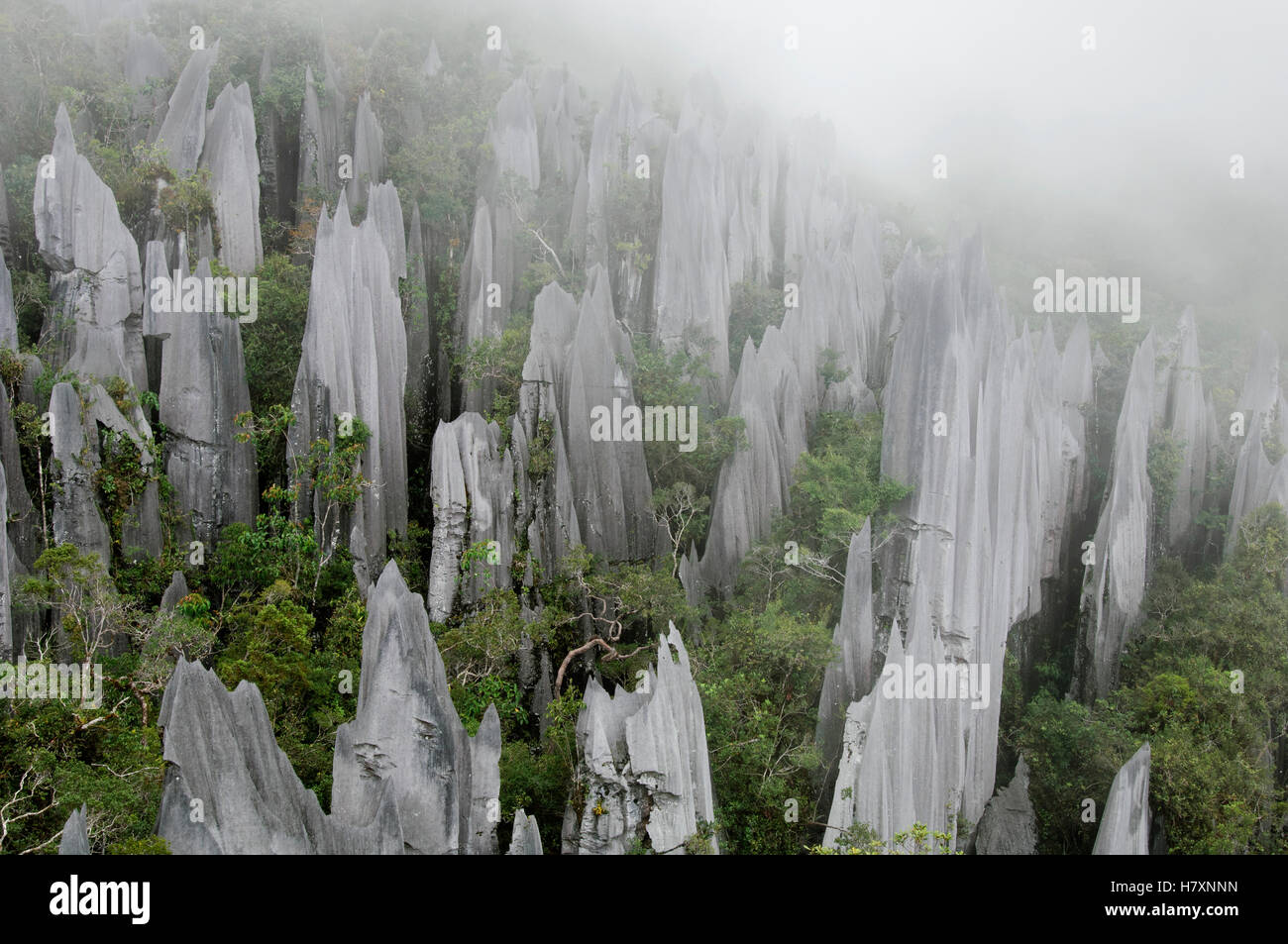 Limestone pinnacles on the upper slopes of Mount Api, Gunung Mulu ...