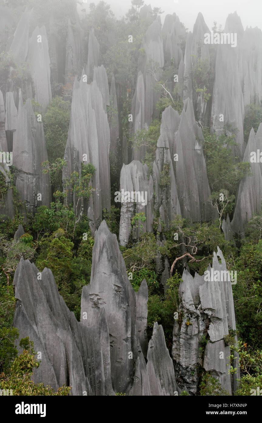 Limestone pinnacles on the upper slopes of Mount Api, Gunung Mulu ...