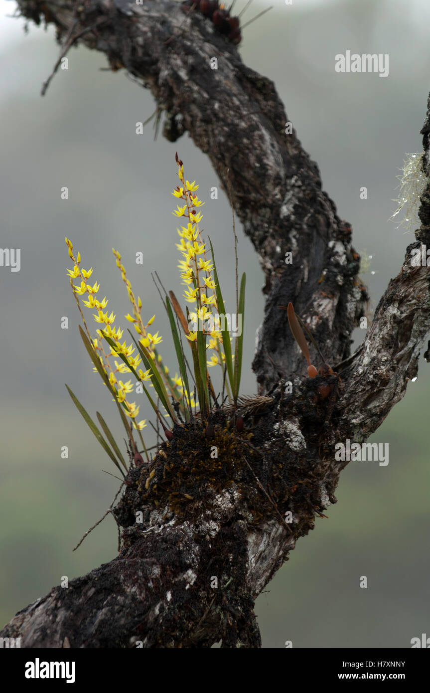 Cat's-tail Orchid (Dendrochilum sp) epiphyte flowering, Gunung Murud ...