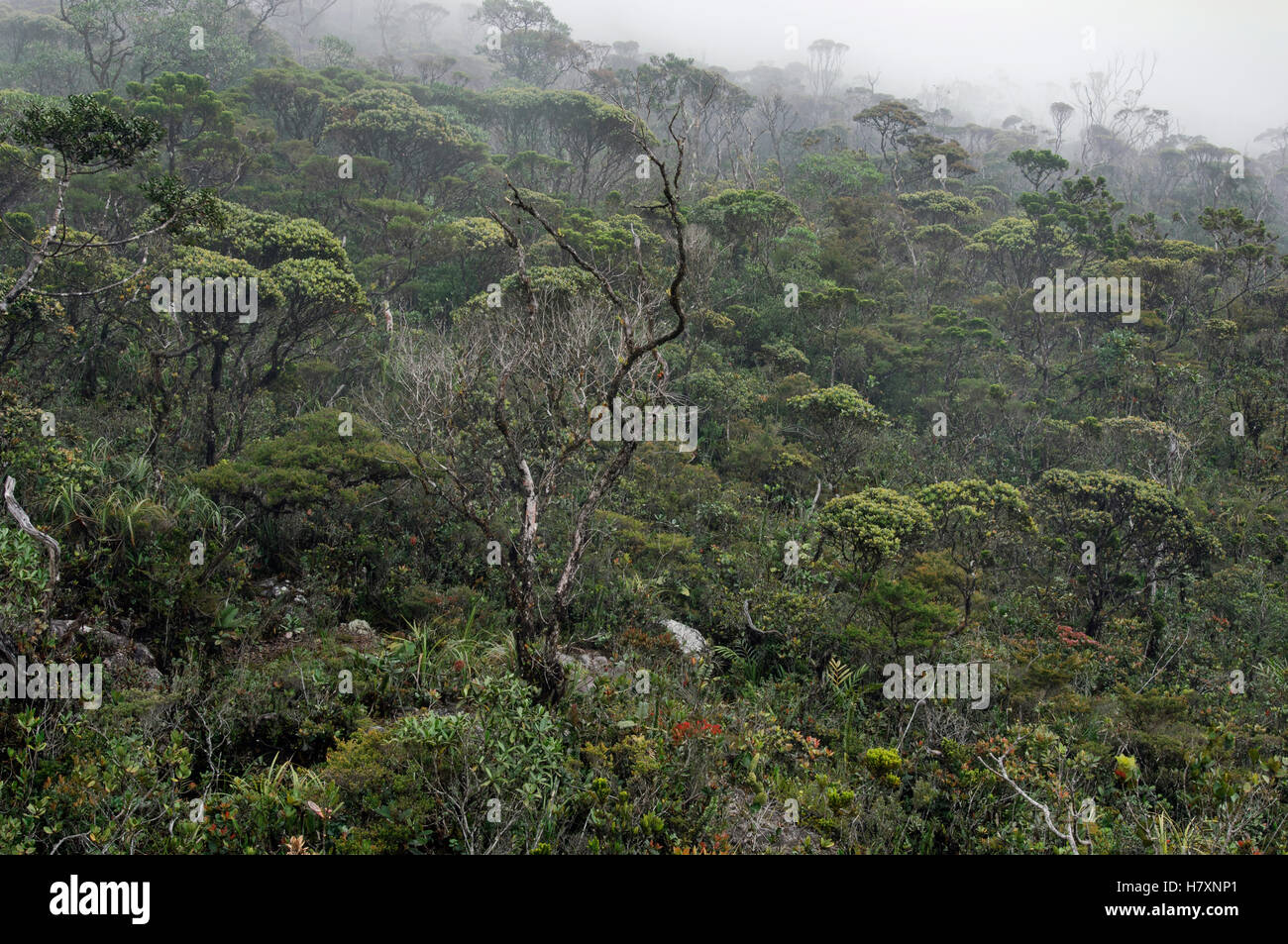 Stunted small trees with orchids and pitcher plants, Gunung Murud ...