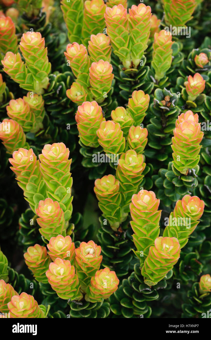 Heath (Ericaceae) new growth, Gunung Murud, Pulong Tau National Park ...
