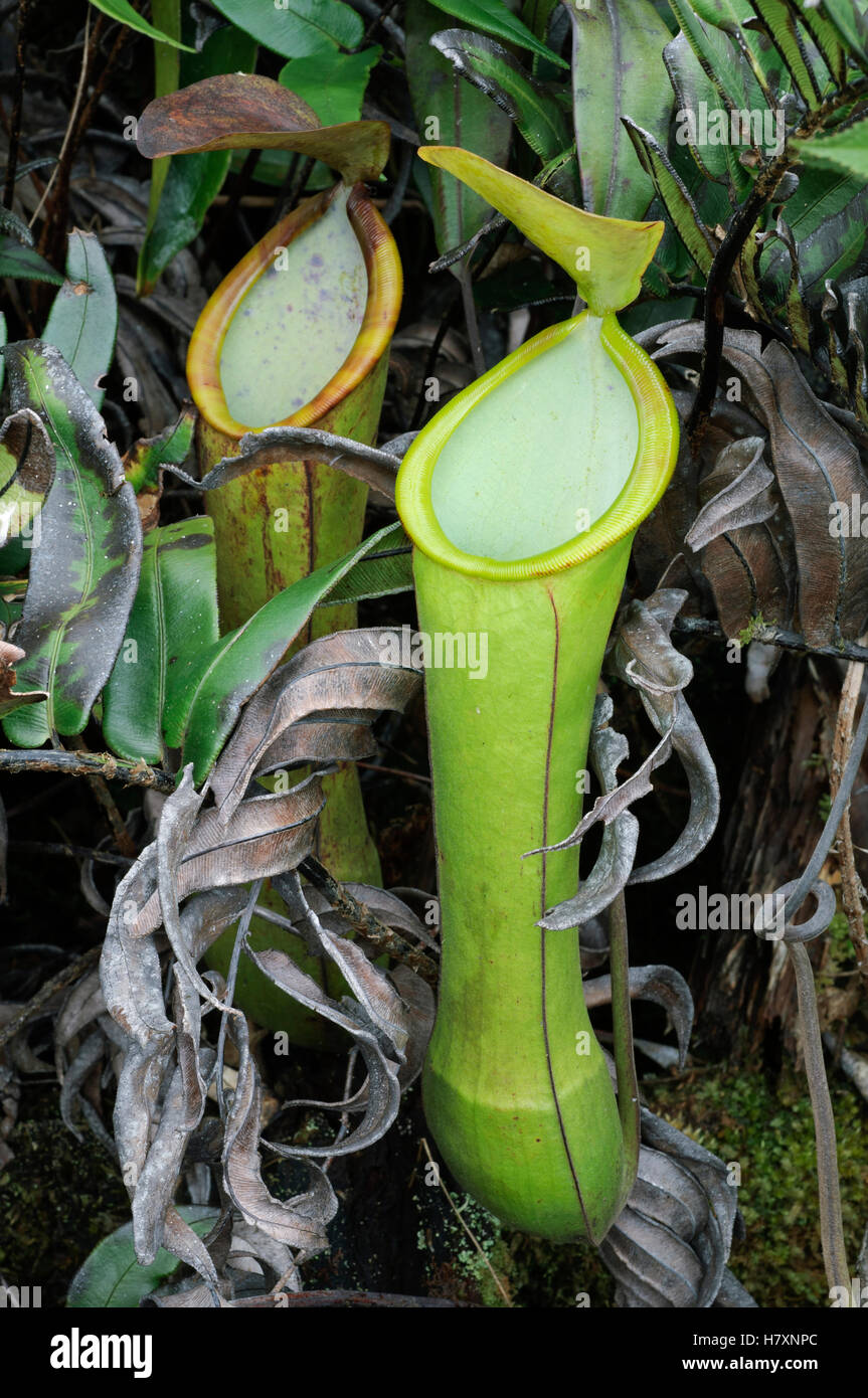 Pitcher Plant (Nepenthes murudensis) upper pitchers, Gunung Murud ...