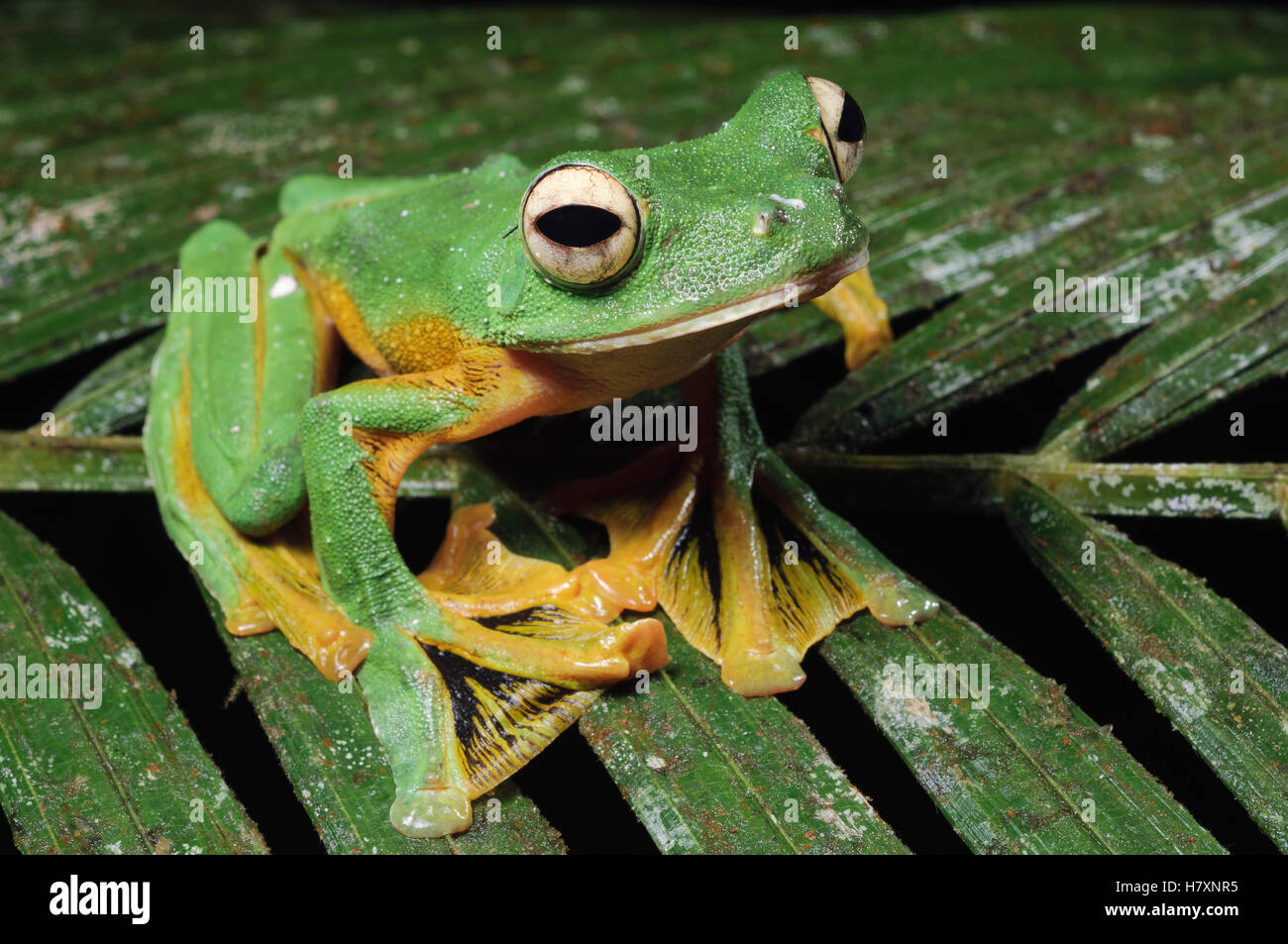 Wallace's Flying Frog (Rhacophorus nigropalmatus) showing webbed ...