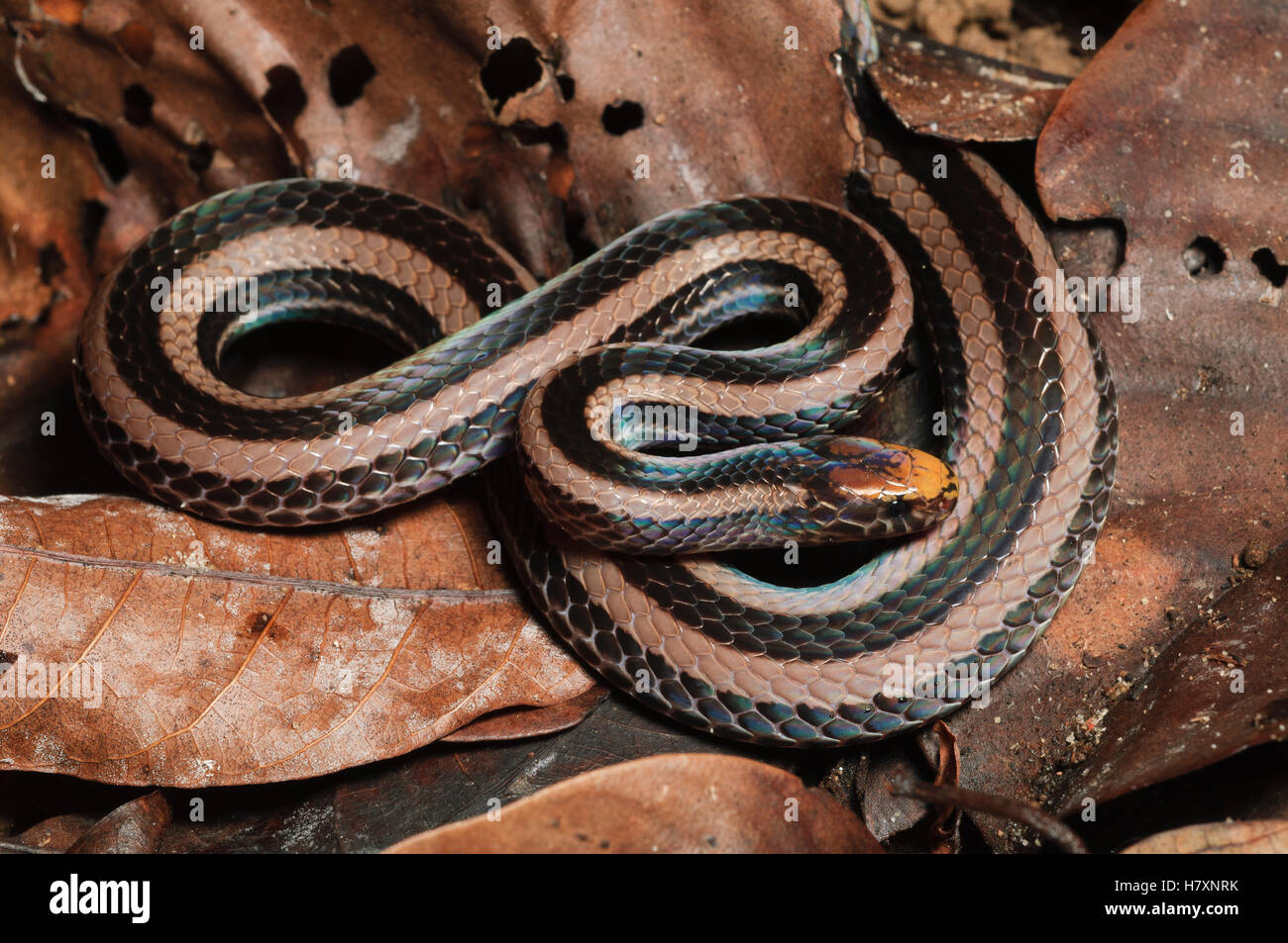 Banded Coral Snake (Calliophis intestinalis) in leaf litter, Kubah ...