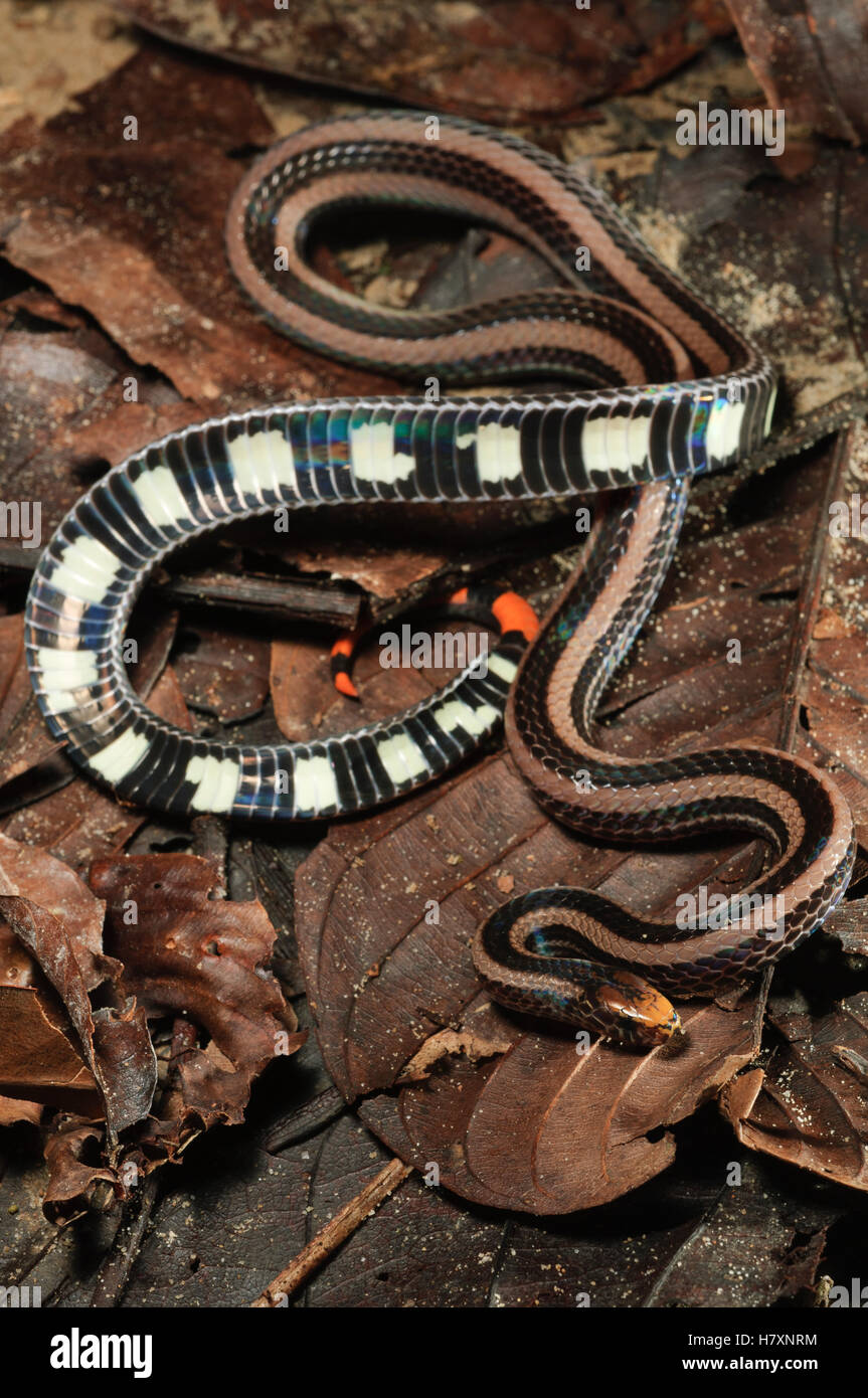 Banded Coral Snake (Calliophis intestinalis) showing both topside and ...
