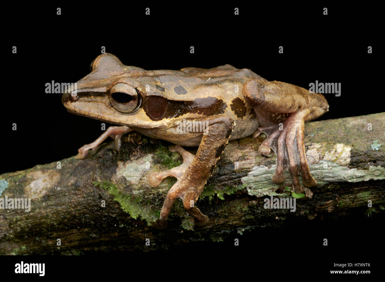 Dark-eared Tree Frog (Polypedates macrotis), Danum Valley Conservation ...
